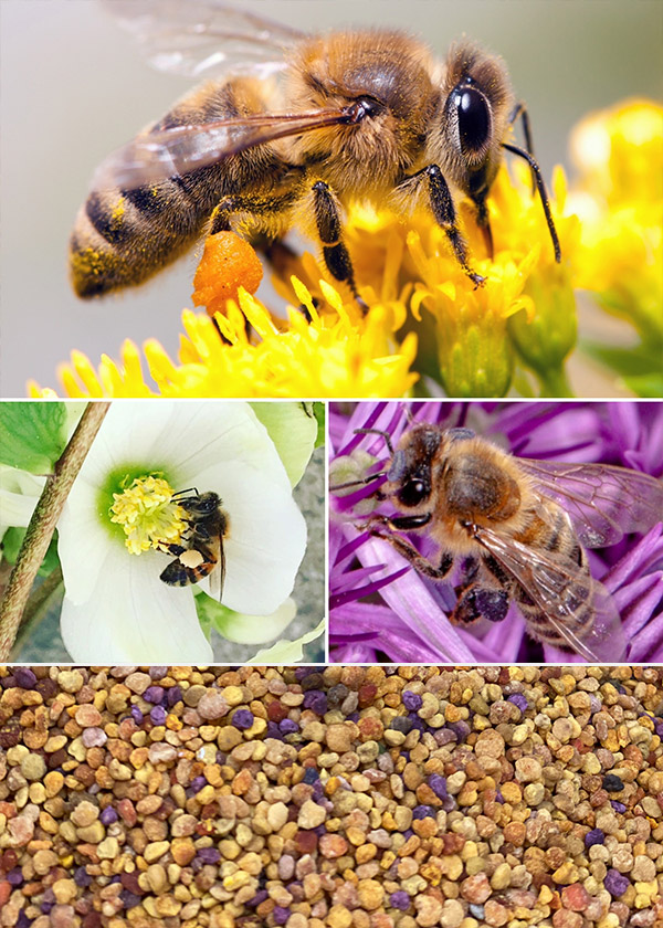 Le pollen - Les Miels de Stephanie